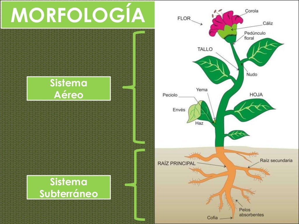 Fisiologia Vegetal