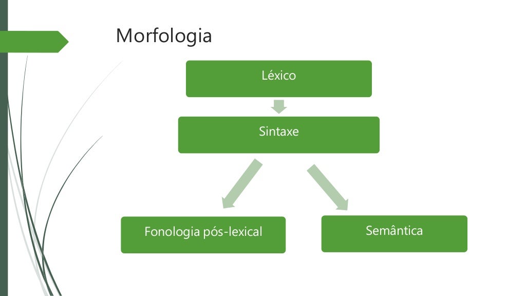 Morfologia