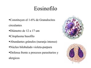 Células sanguíneas morfología, células que componen la sangre | PDF