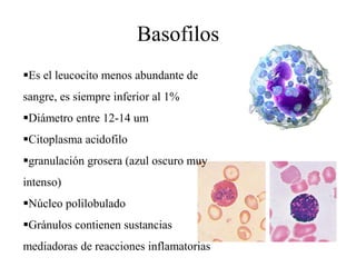 Células sanguíneas morfología, células que componen la sangre | PDF