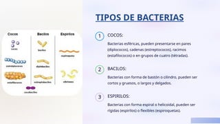 Morfologia-Bacteriana y estructura de las bacterias | PPTX
