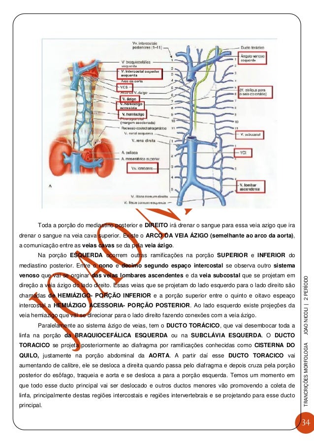 Sistema Ázigo Venoso , Anatomia Dos Vasos Venosos Do Tórax e Abdome ...