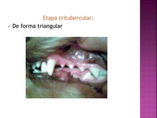 Morfologia-de-denticion-permanente-1 | PPTX