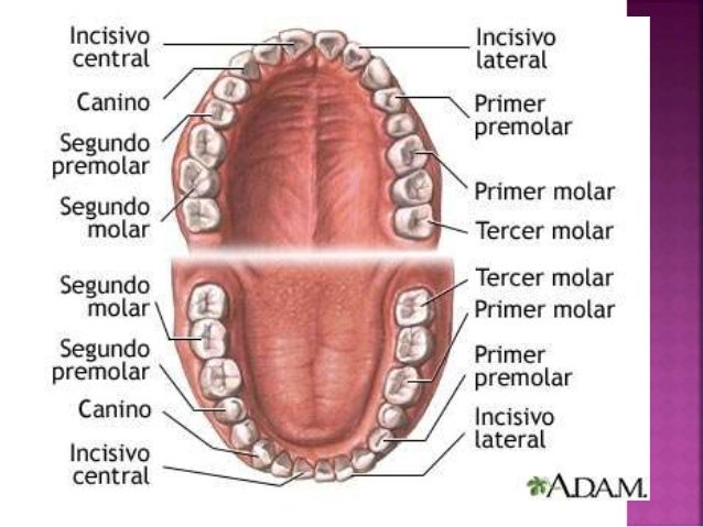 Morfologia-de-denticion-permanente-1