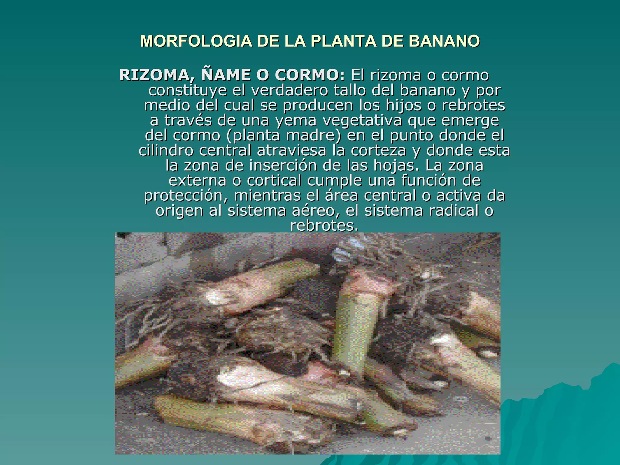 Morfologia De La Planta De Banano | PPT