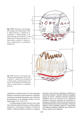morfologia-humana-tomo-2.pdf