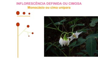Morfologia Vegetal - Estudo das inflorescencia.pdf