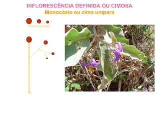 Morfologia Vegetal - Estudo das inflorescencia.pdf