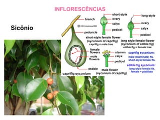 Morfologia Vegetal - Estudo das inflorescencia.pdf