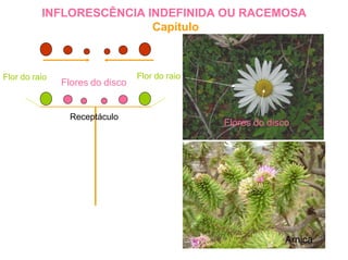 Morfologia Vegetal - Estudo das inflorescencia.pdf