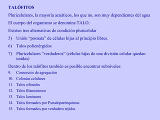 Morfologia Vegetal | PPT