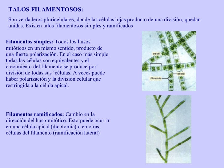 Morfologia Vegetal