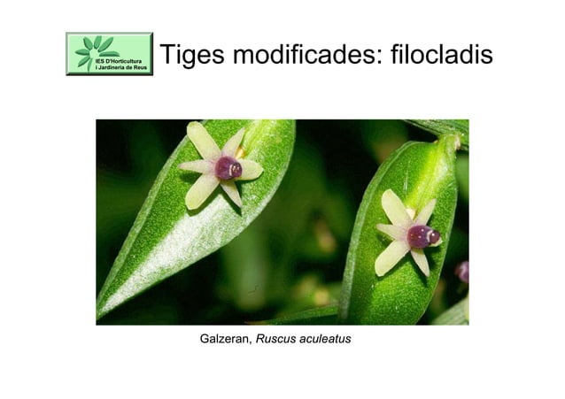 Morfologia arrel i fulla | PPT