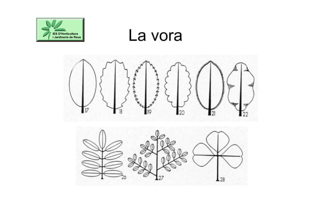 Morfologia arrel i fulla | PPT