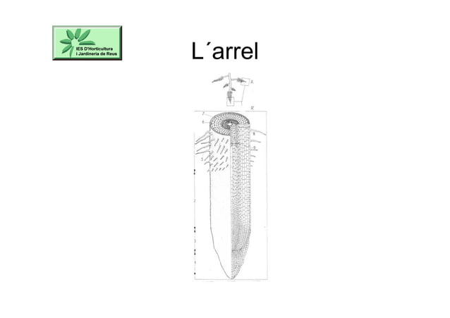 Morfologia arrel i fulla | PPT