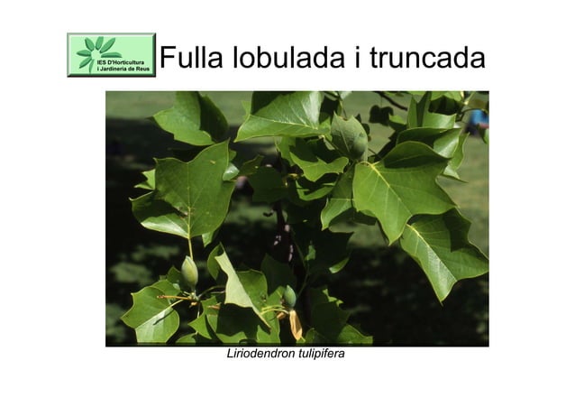 Morfologia arrel i fulla | PPT