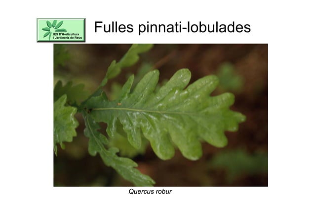 Morfologia arrel i fulla | PPT