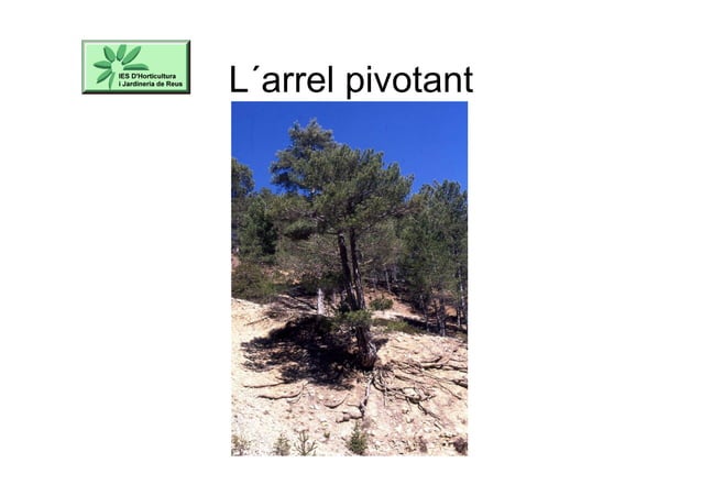 Morfologia arrel i fulla | PPT