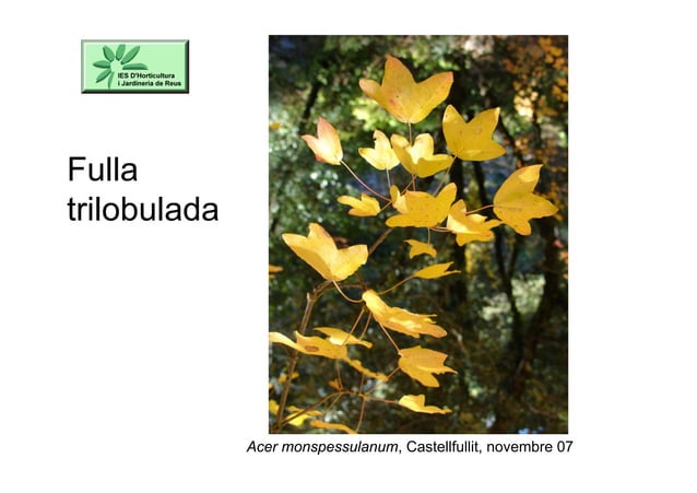 Morfologia arrel i fulla | PPT
