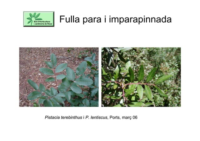 Morfologia arrel i fulla | PPT