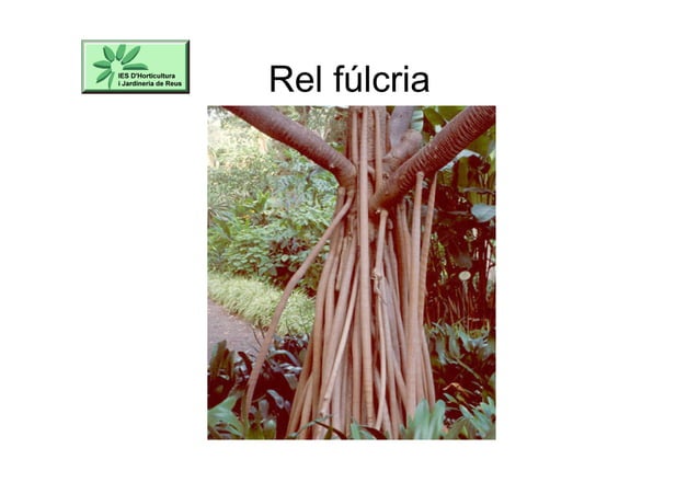 Morfologia arrel i fulla | PPT