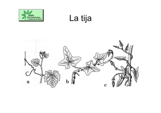 Morfologia arrel i fulla | PPT