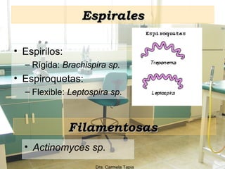 Morfologia bacteriana | PPT
