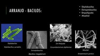 Morfologia bacteriana | PDF