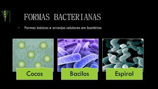Morfologia bacteriana | PDF