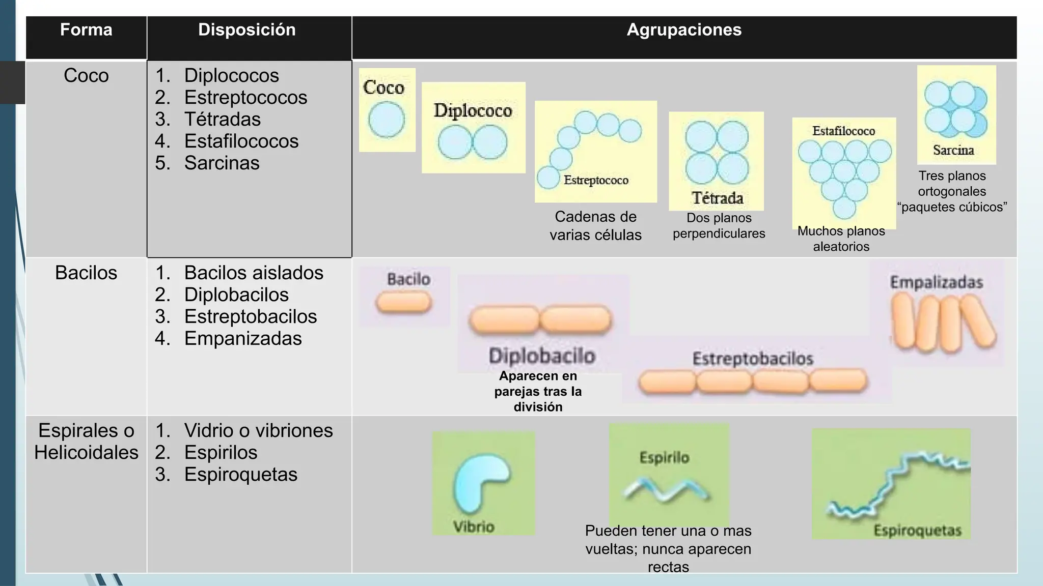 Morfología bacteriologia y su clasificación | PPTX