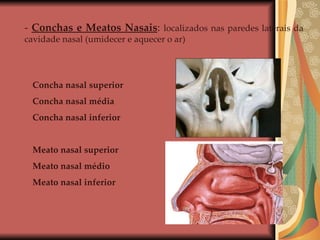 Morfologia Cabeça e Pescoço | PPT