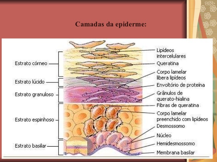 Morfologia Cabeça E Pescoço