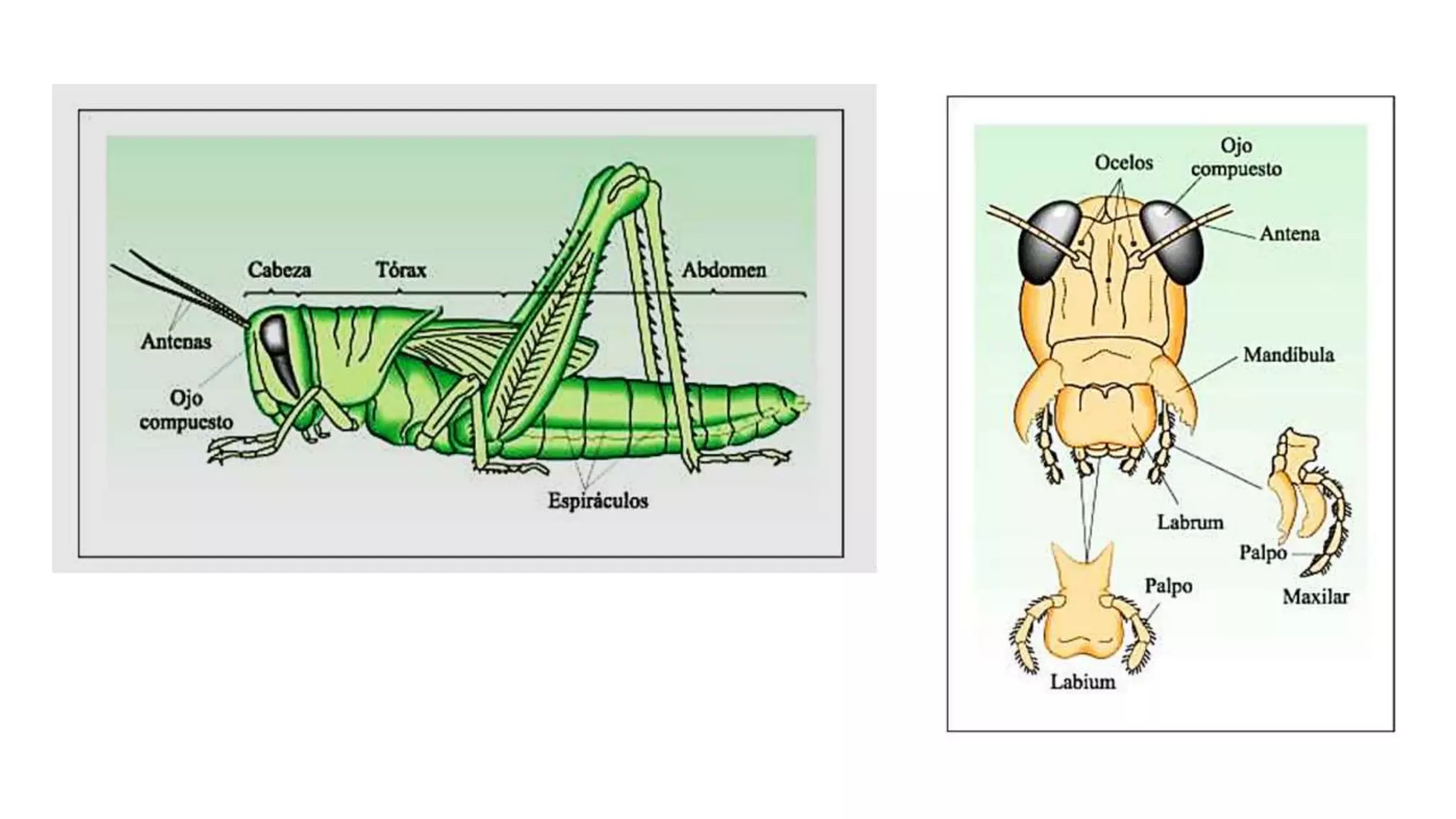 Morfologia insectos | PPTX