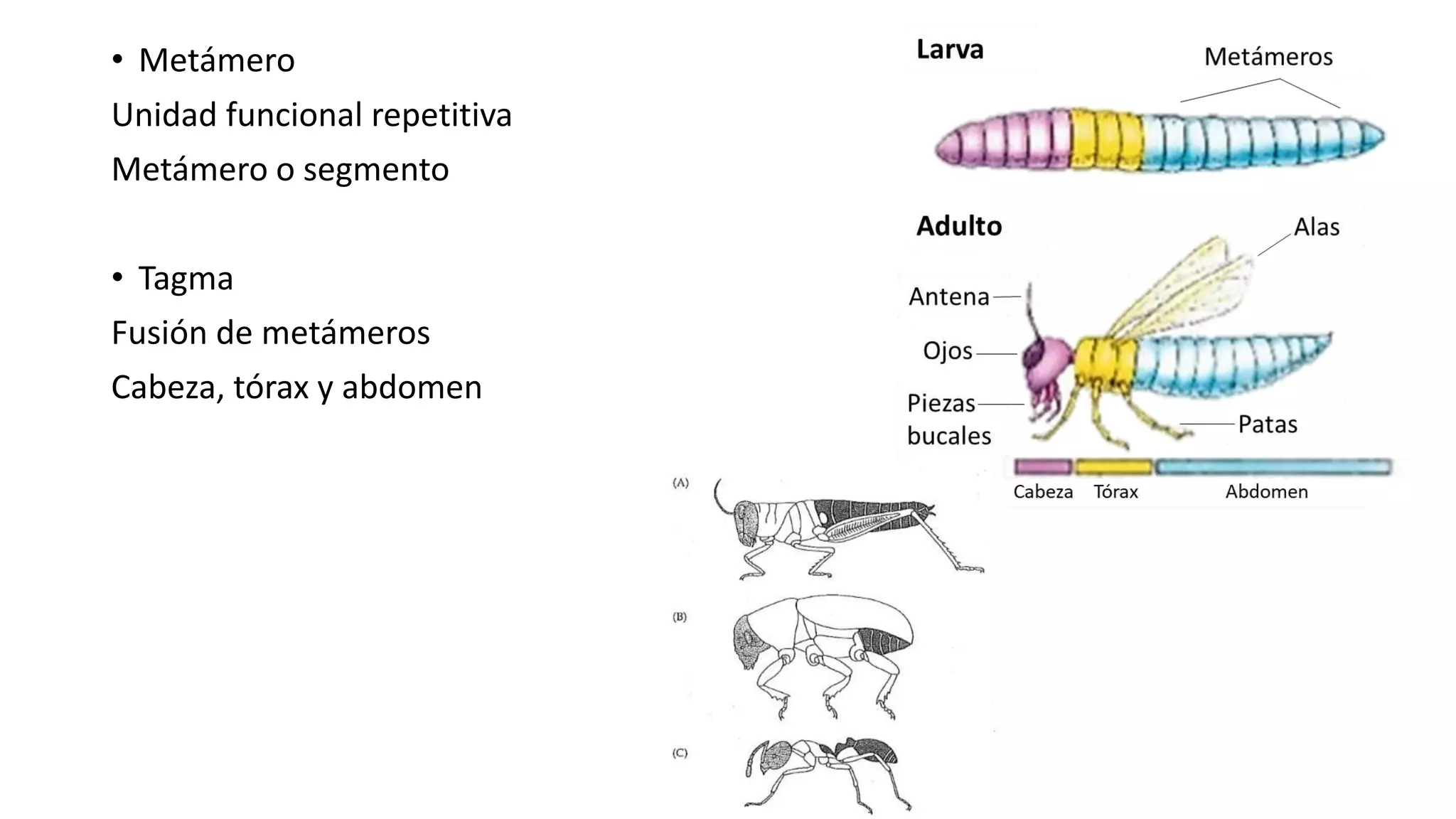 Morfologia insectos | PPTX