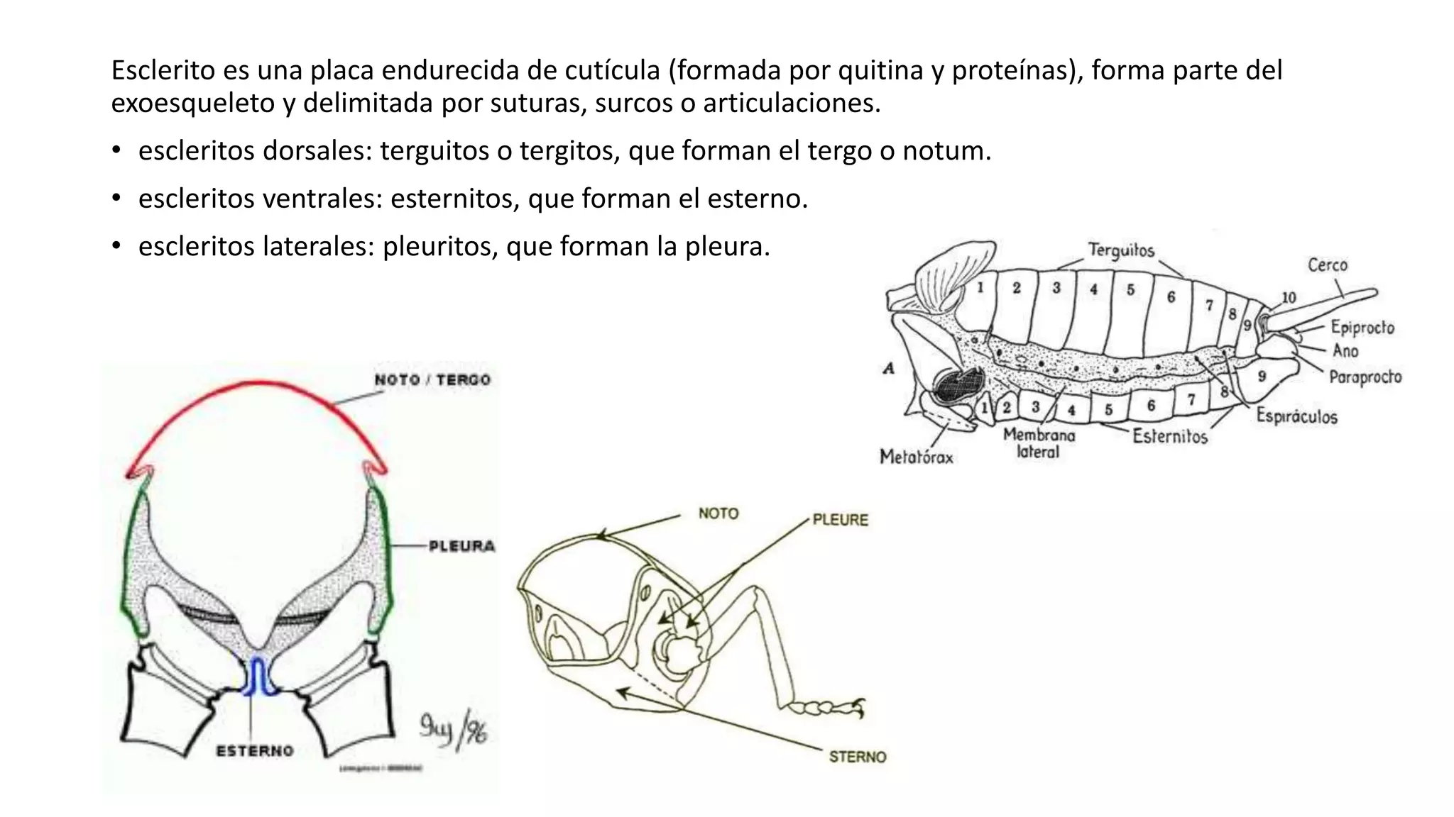 Morfologia insectos | PPTX