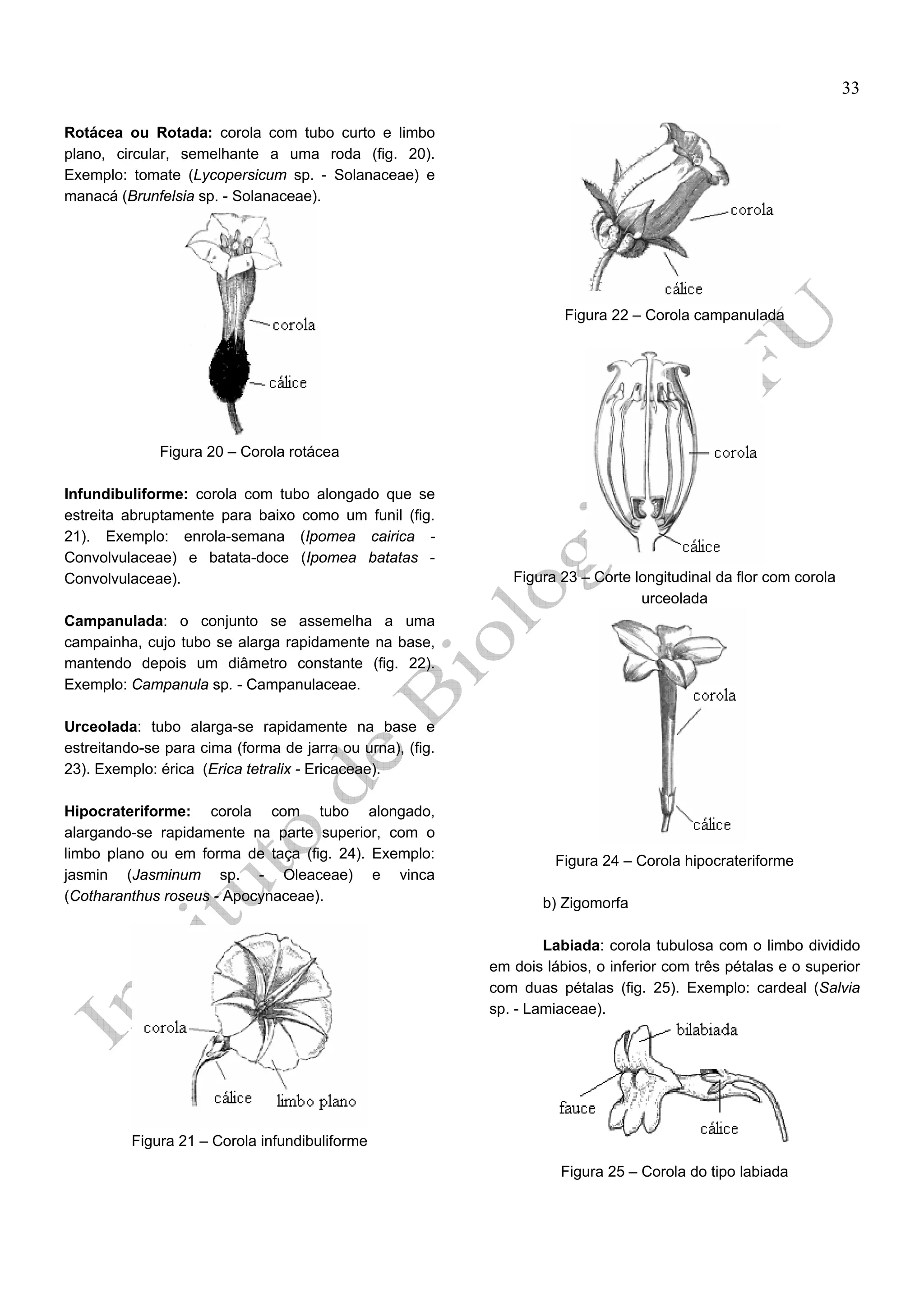 Morfologia da flor angiosperma | PDF