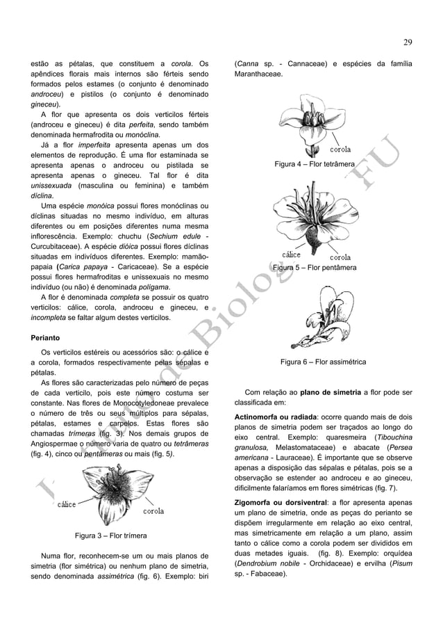 Morfologia da flor angiosperma | PDF