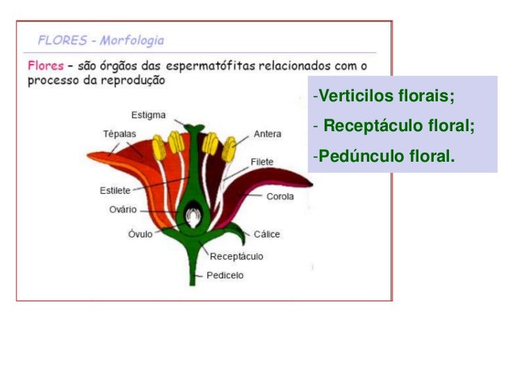Morfologia da flor agronomia