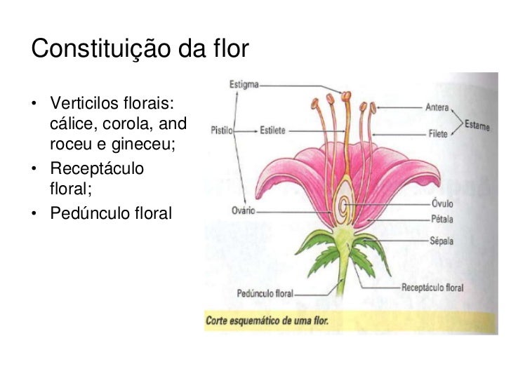 Morfologia da flor agronomia