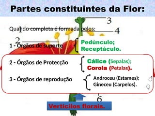 Morfologia da Flor 7878999009090-0-09.pptx