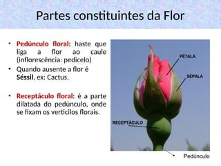 Morfologia da Flor 7878999009090-0-09.pptx