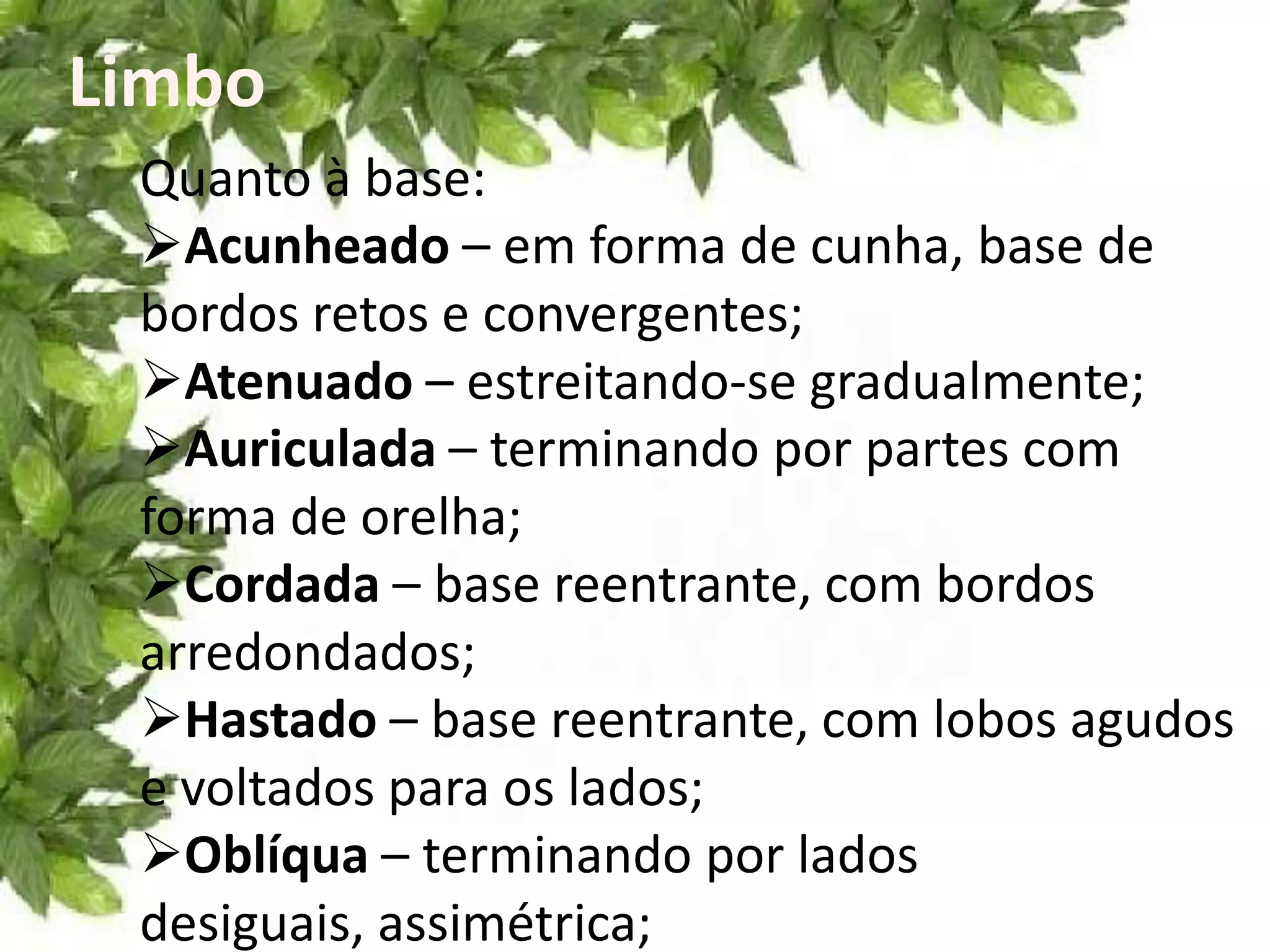 Morfologia da folha | PPTX