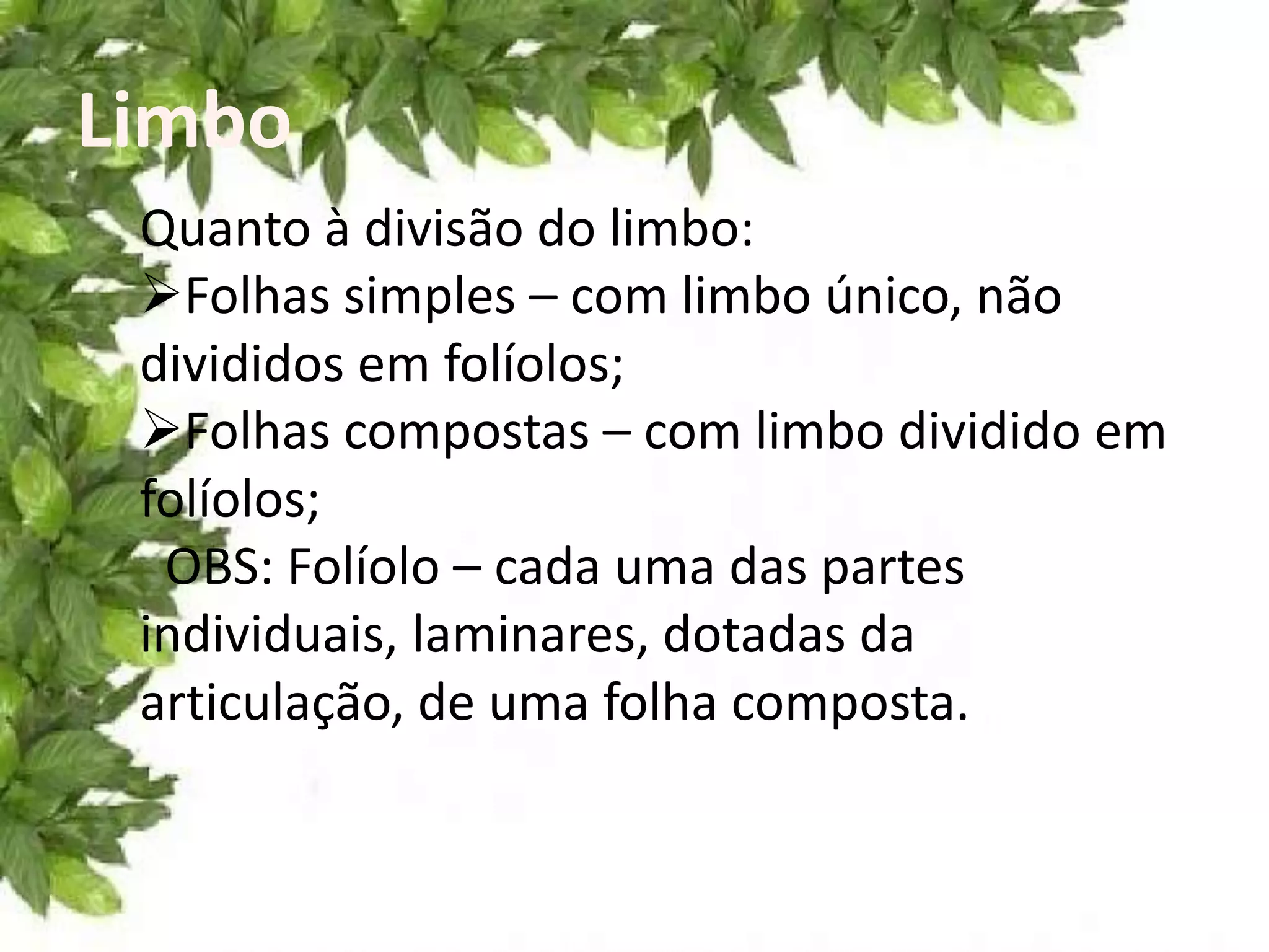 Morfologia da folha | PPTX