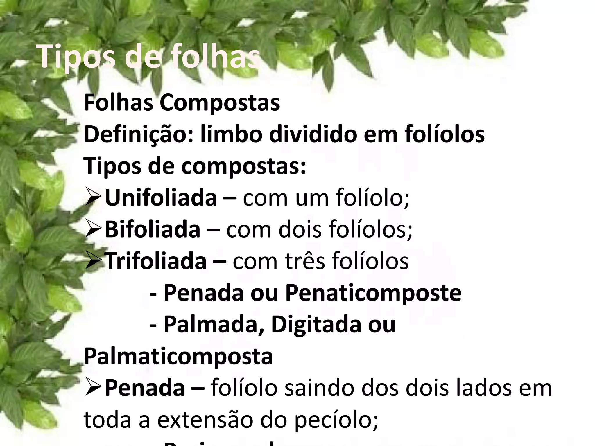 Morfologia da folha | PPTX