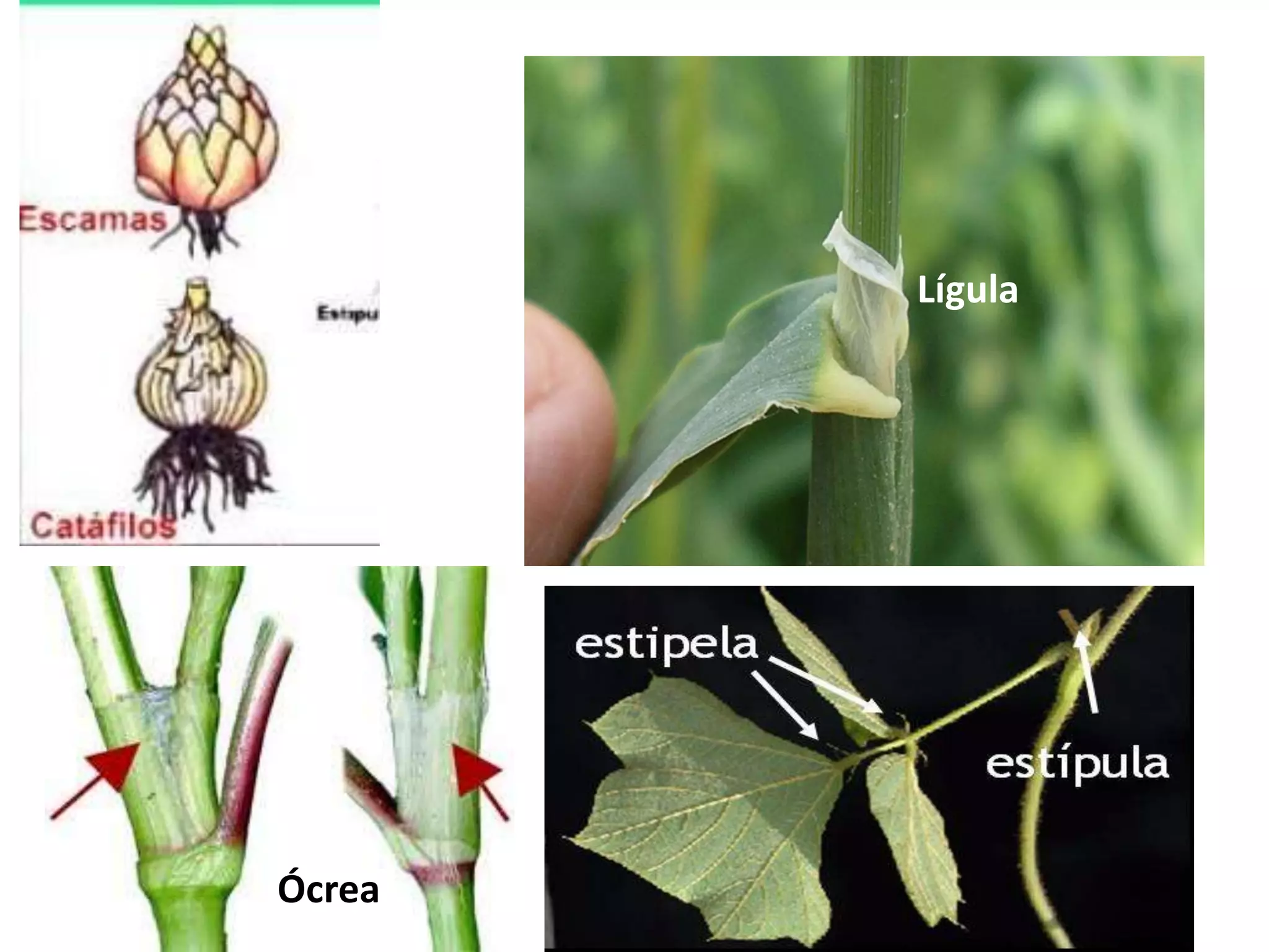 Morfologia da folha | PPTX