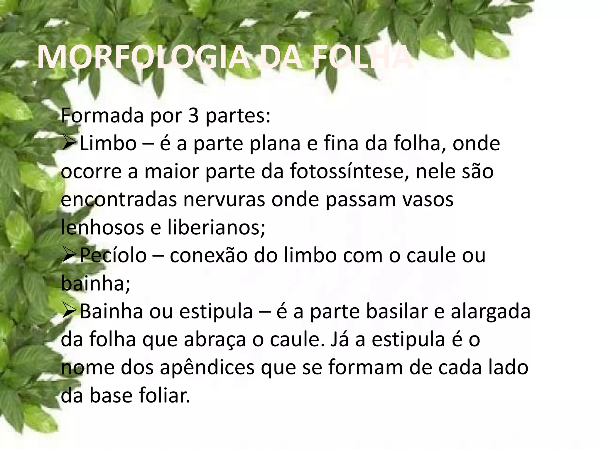 Morfologia da folha | PPTX
