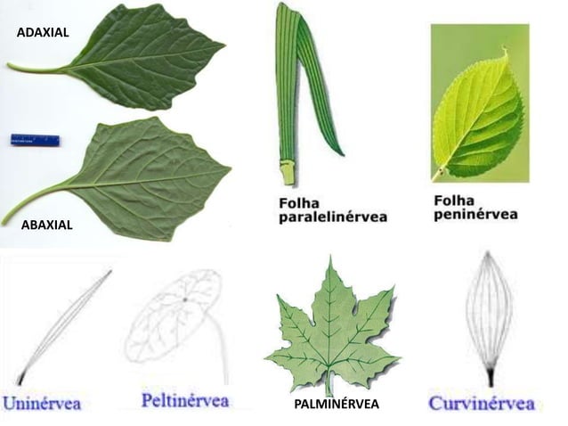 Morfologia da folha | PPTX