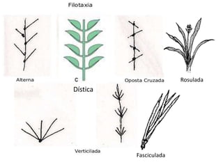 Morfologia da folha | PPTX