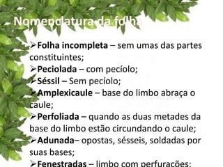 Morfologia da folha | PPTX