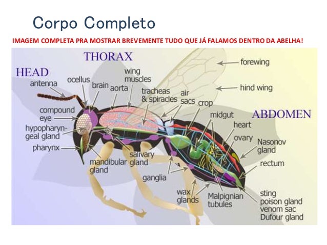Morfologia das Abelhas e Sistemas